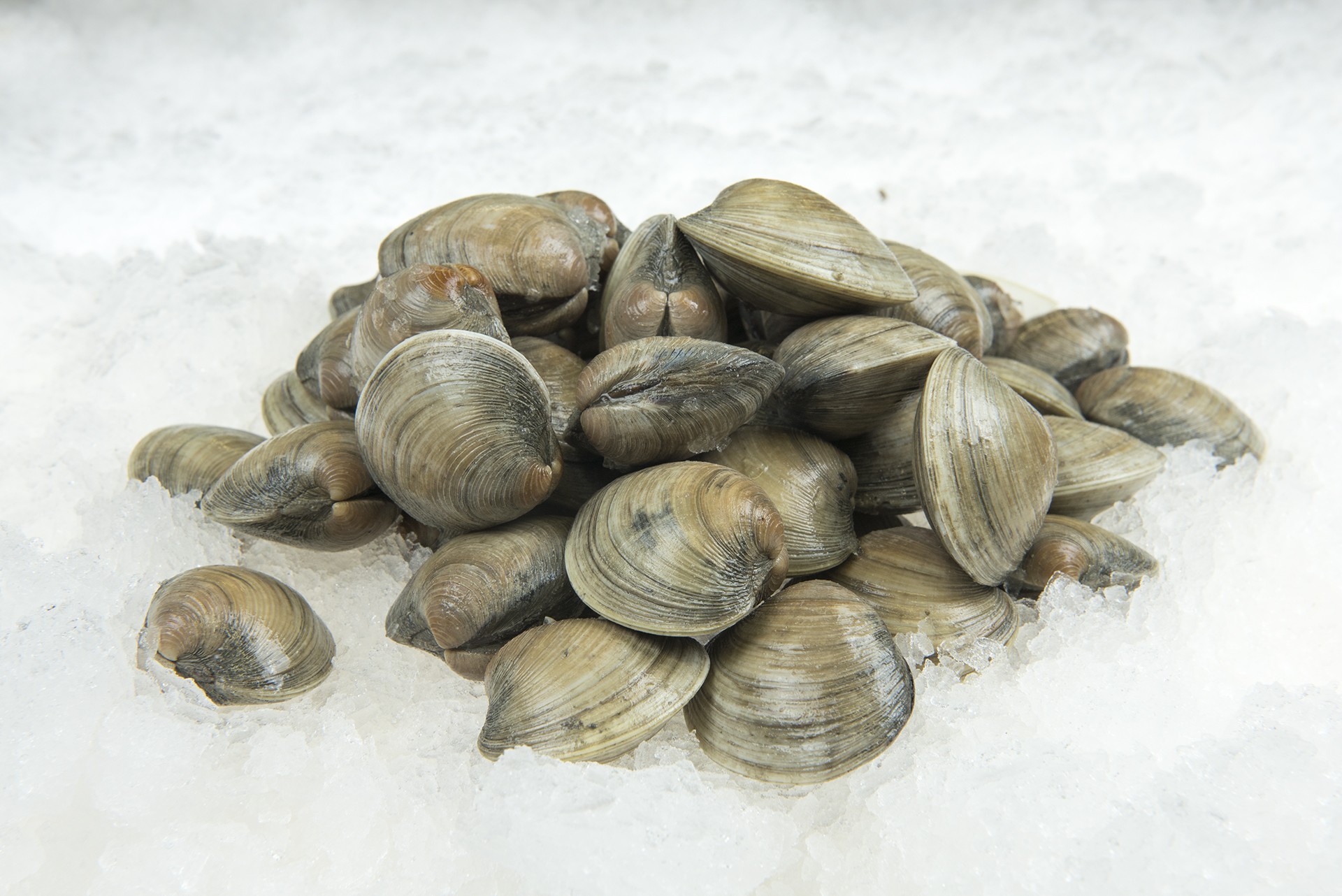 Clams Middleneck | Profish